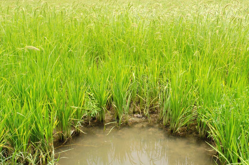 Rice farm stock image. Image of farmland, rice, grass - 31376659