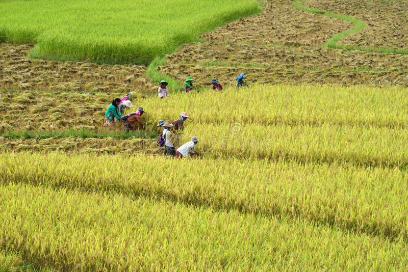 Rice farm keeping editorial photo. Image of green, rural - 60889086