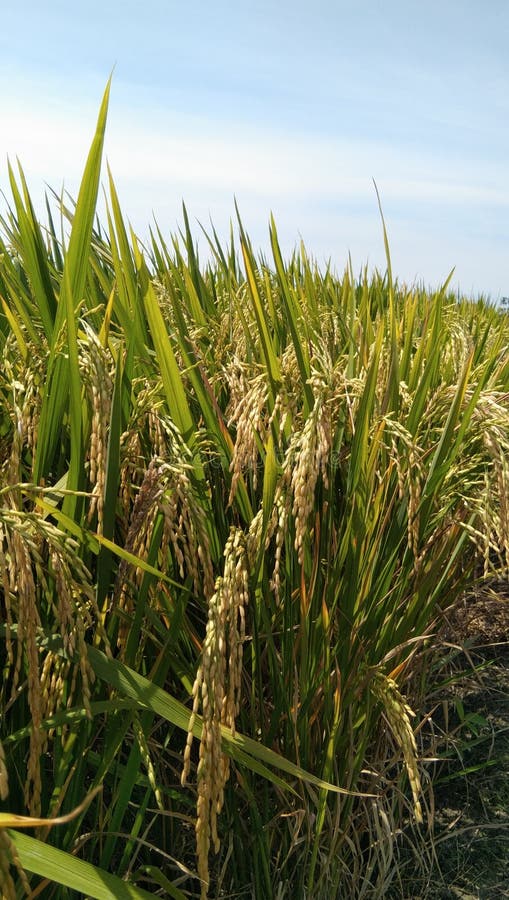 Rice farm at land stock photo. Image of farm, rice, yellow - 263981642