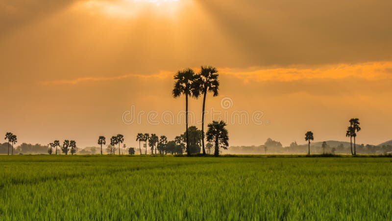 Rice Farm Landscape and Beautiful Sunbeam Time Lapse (zoom in) Stock ...
