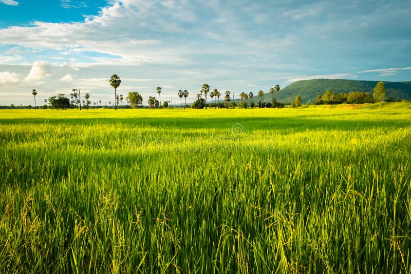 Rice farm stock image. Image of street, agriculture, tree - 32716865
