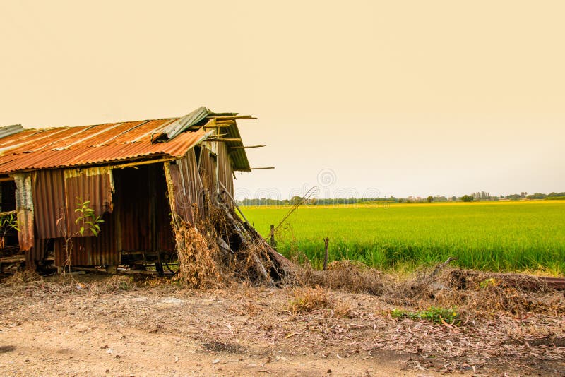 Rice farm landscape stock photo. Image of lush, east - 88957940