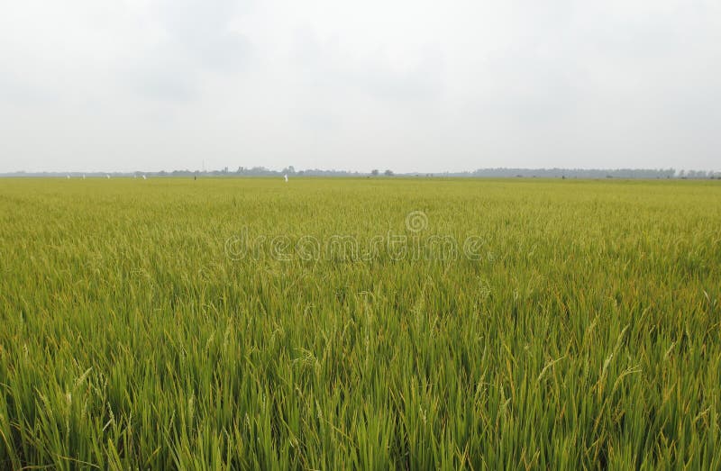 Rice Farm Landscape stock photo. Image of landscape, rice - 39061878