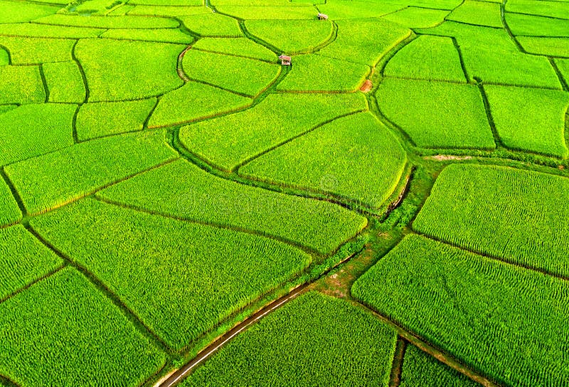 Rice farm Map stock photo. Image of farm, ground, agricultural - 79352790