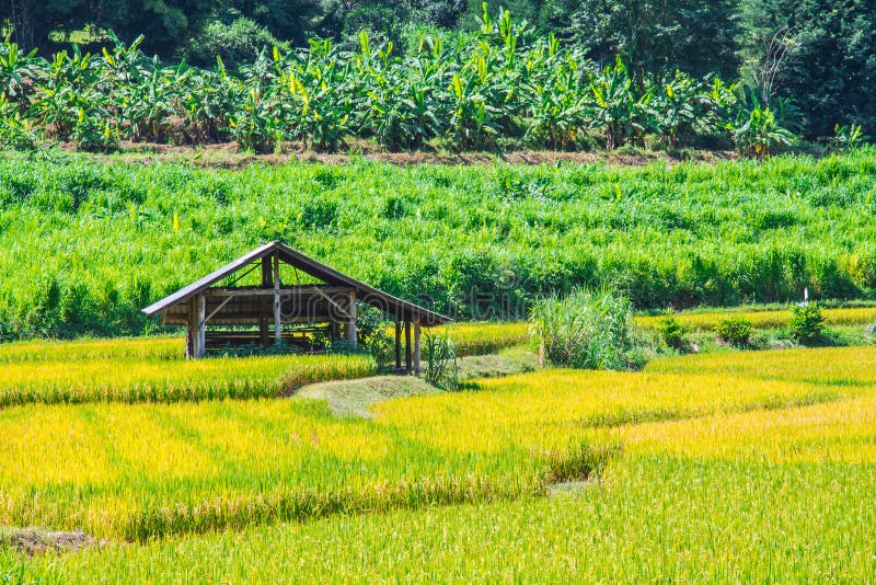 Rice farm stock image. Image of agriculture, morning - 43597599