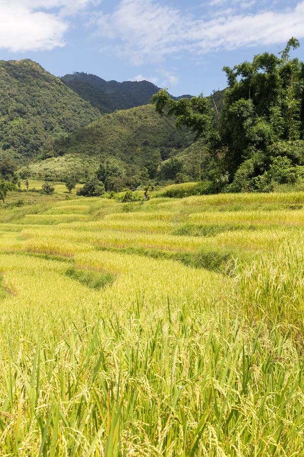Rice farm on the mountain stock image. Image of forests - 66976821