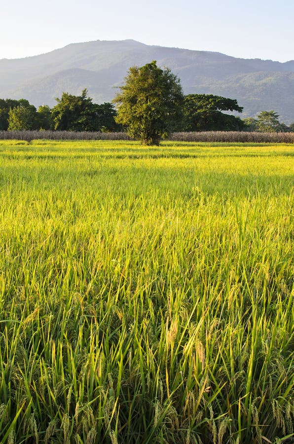 Rice Farm with Mountain Background (Lanscape) Stock Image - Image of ...