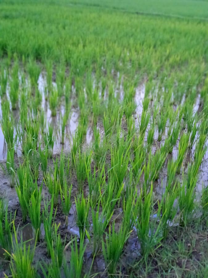 Rice Farm in Natural Plants No Machine Stock Photo - Image of rice ...