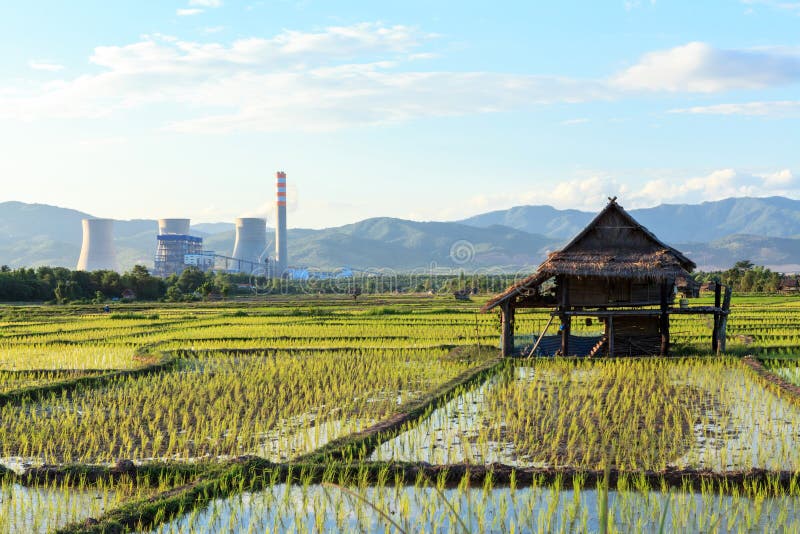 Rice farm near power plant stock photo. Image of field - 57031688