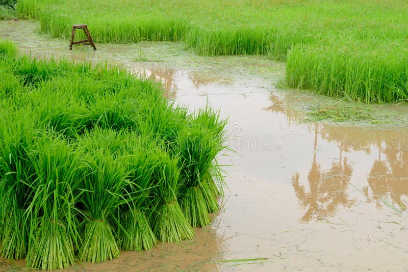 Rice farm [paddy] stock image. Image of cultivate, mature - 25865007
