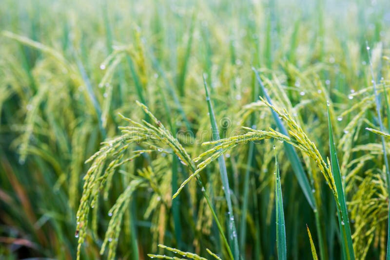 Rice farm stock photo. Image of fresh, landscape, beautiful - 95649650