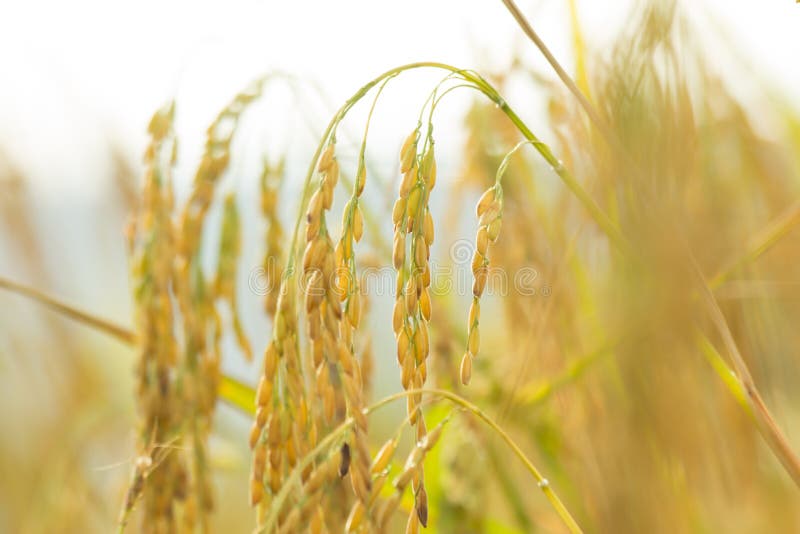 The Rice in Farm, the Rice Pattern Stock Photo - Image of blue, rice ...