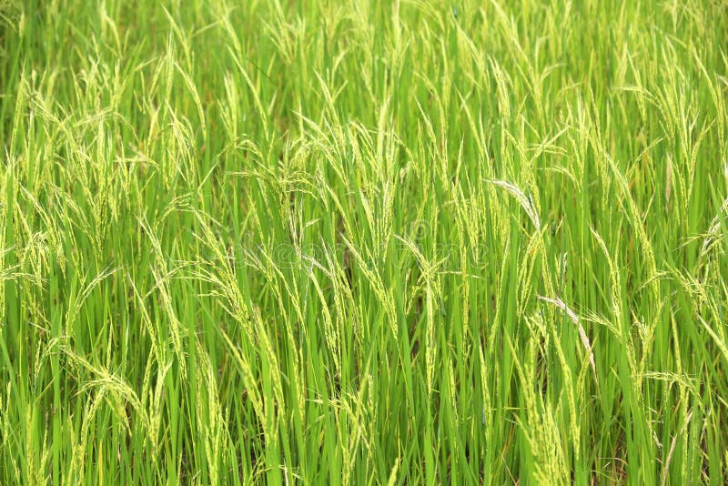 Rice farm, Philippines stock photo. Image of philippines - 167204662