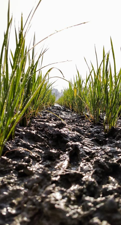 A Rice Farm Planted in SRI System. Stock Photo - Image of increasing ...