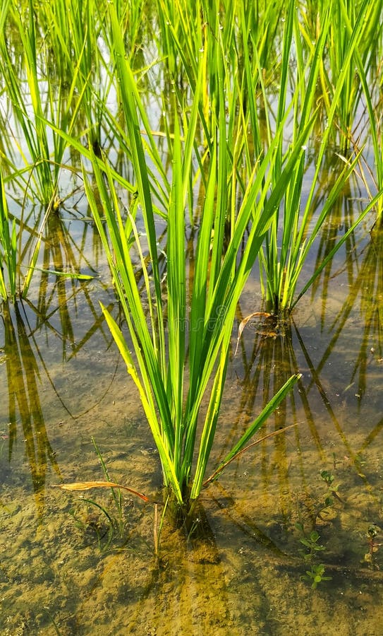 Single Rice Plant in the Farm. Rice is a Tropical Climate Crop that Can ...