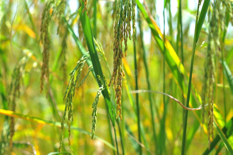 Rice in Farm Prepare To Harvest Stock Image - Image of control, outside ...