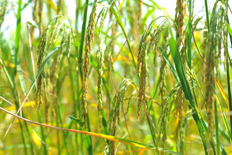Rice in Farm Prepare To Harvest Stock Image - Image of horticulture ...
