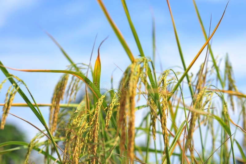 Rice in Farm Prepare To Harvest Stock Photo - Image of mountain ...