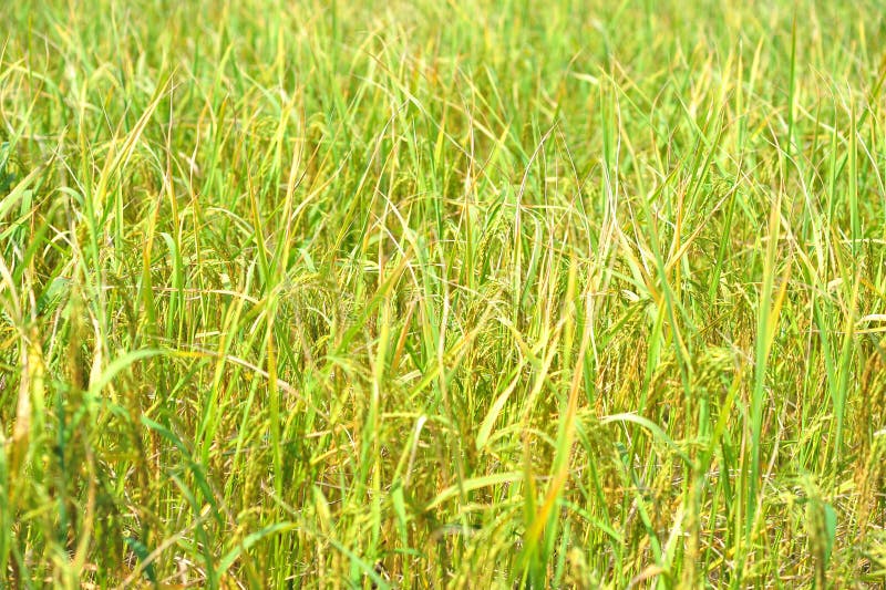 Rice in Farm Prepare To Harvest Stock Photo - Image of leaf, landscape ...