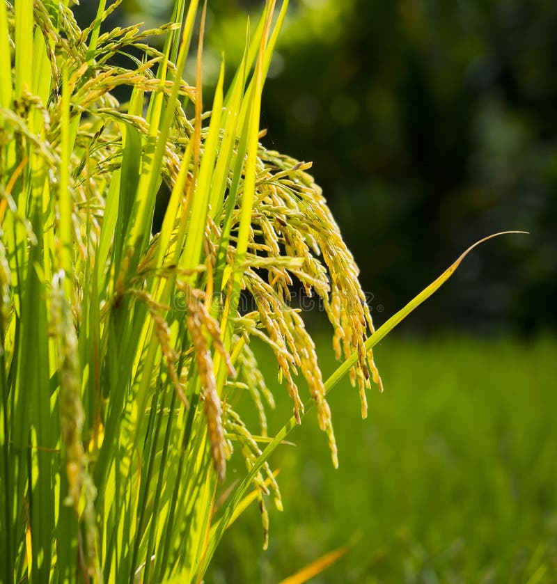 Rice in the farm stock photo. Image of botany, yellow - 48199694