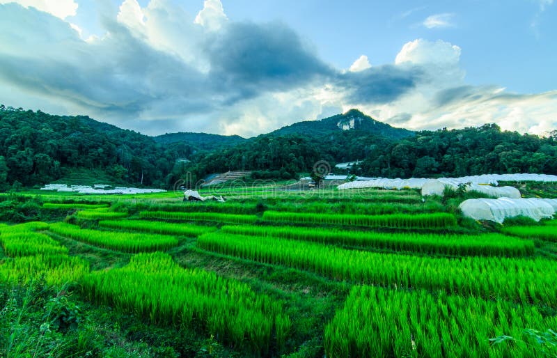 Rice farm stock image. Image of rice, country, nature - 86002233