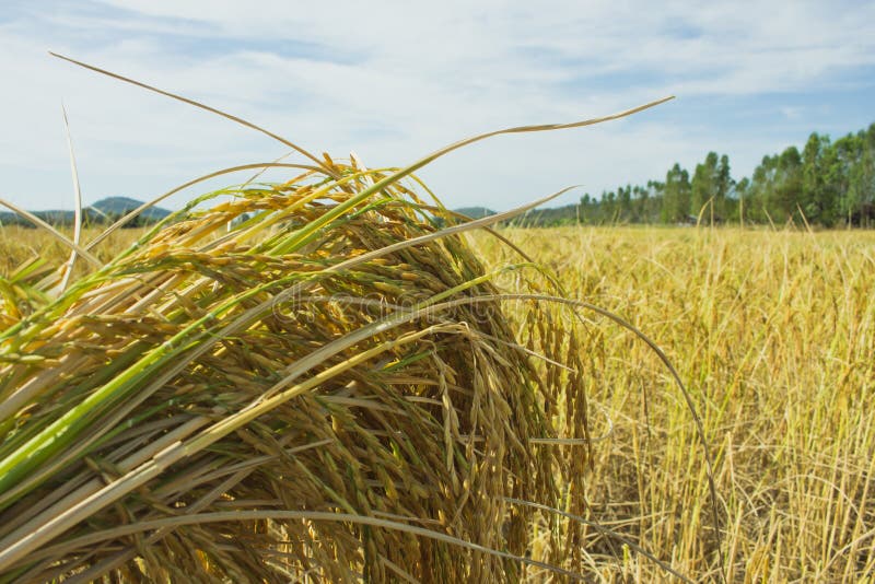 The Rice in Farm, the Rice Pattern of Farmer Stock Photo - Image of ...