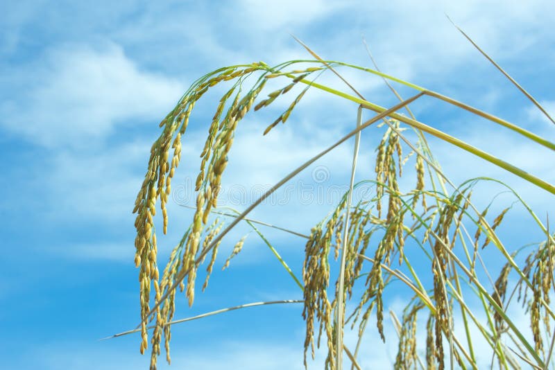 The Rice in Farm, the Rice Pattern Stock Photo - Image of agriculture ...