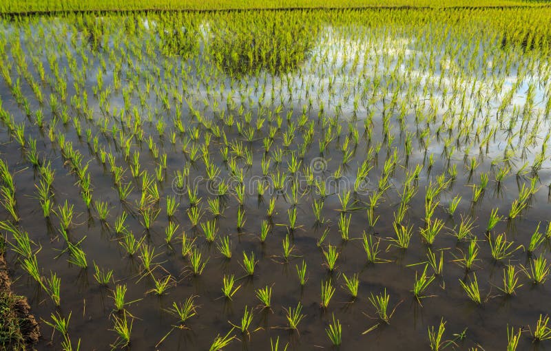 Rice farm stock photo. Image of grow, natural, countryside - 32851384