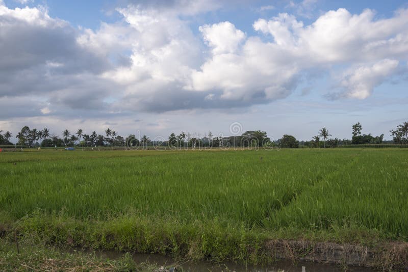 Rice Farm Scenery with Blue Sky in the Afternoon Stock Photo - Image of ...