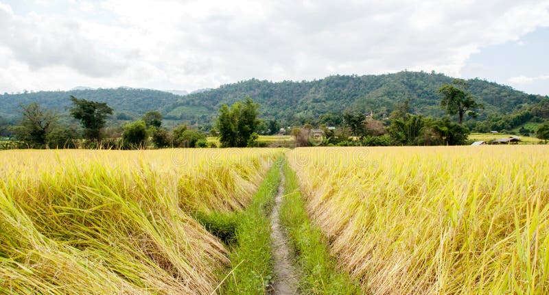 Rice farm stock photo. Image of farming, land, asian - 61281898