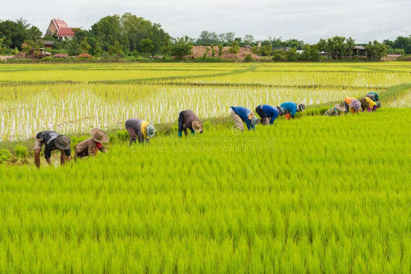 Rice farm editorial image. Image of agriculture, agricultural - 46824395