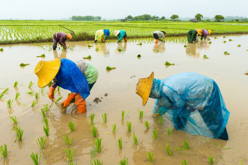 Rice farm editorial photography. Image of country, harvest - 46824467