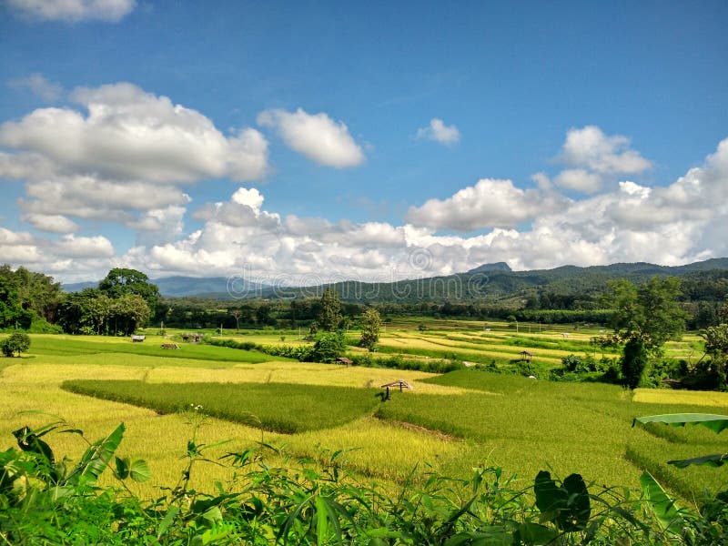Rice Farm Step in Pua,Nan, Thailand Stock Photo - Image of praying ...