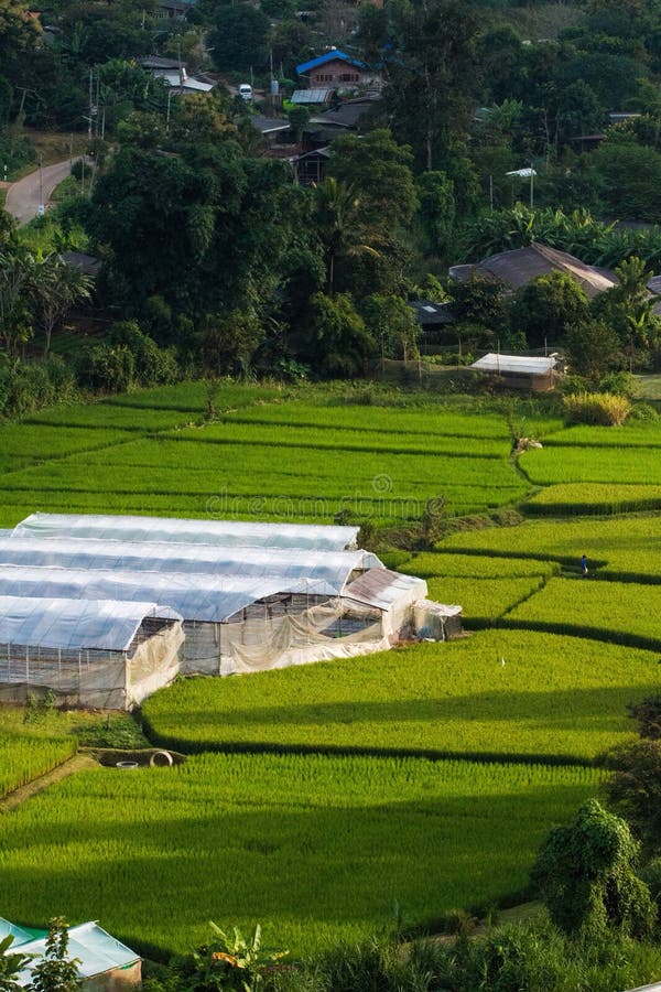 Rice farm stock photo. Image of chaingmai, rice, farm - 45856730