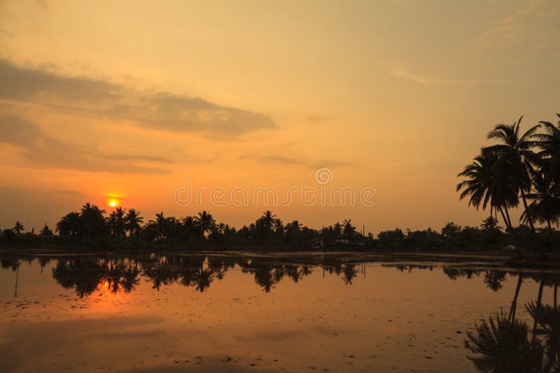 Rice farm in sunset light stock image. Image of plantation - 46001951