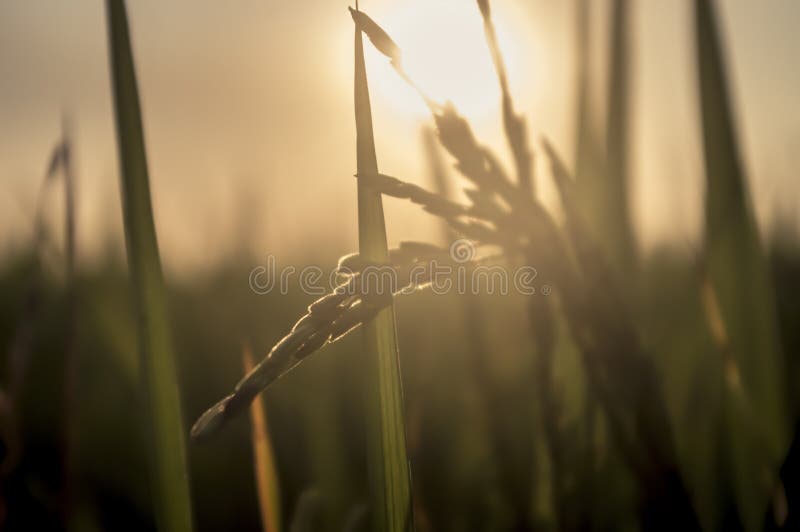 Rice and sunset stock image. Image of green, grain, country - 48884501