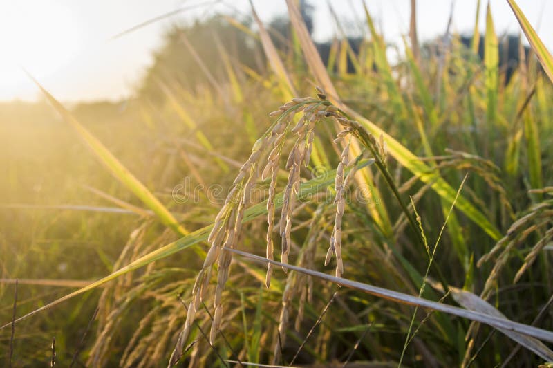 Rice and sunset stock photo. Image of grass, rural, food - 48885404