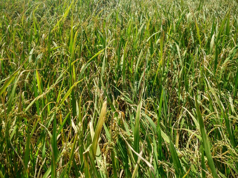 Yellow rice in farm stock photo. Image of grass, farm - 30534524