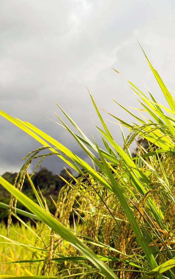 Rice farm stock image. Image of farm, thailand, nature - 46231287
