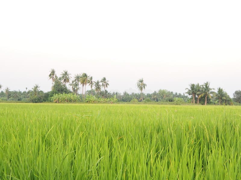 Rice farm stock image. Image of landscape, farm, harvest - 93166649