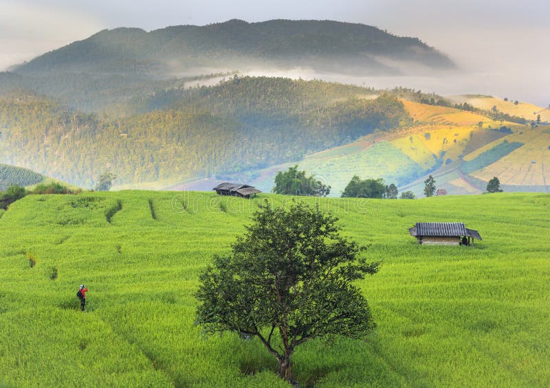 Rice farm view stock photo. Image of plant, cloudy, botany - 58863622