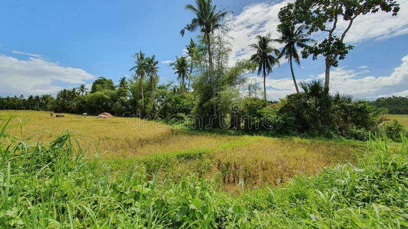 Rice Farm in Western Samar, Philippines Stock Photo - Image of ...
