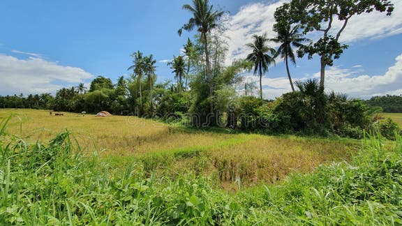 Rice Farm in Western Samar, Philippines Stock Photo - Image of ...