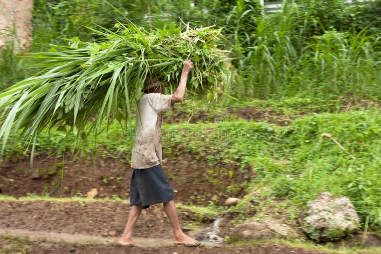 690 Farmer Carrying Rice Stock Photos - Free & Royalty-Free Stock ...