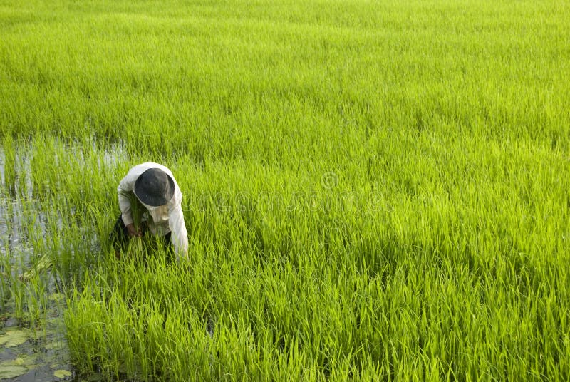Rice Farmer 2 stock photo. Image of ricefield, harvest - 683908