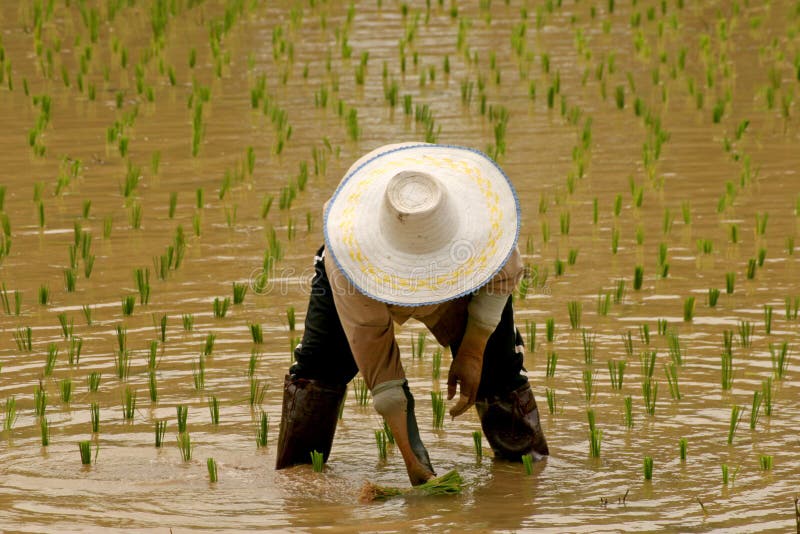 Rice Farmer stock image. Image of rice, farmer, hard, plants - 673403