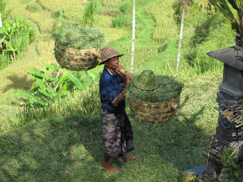 Rice Farmer Carrying Rice in Traditional Baskets Editorial Photography ...