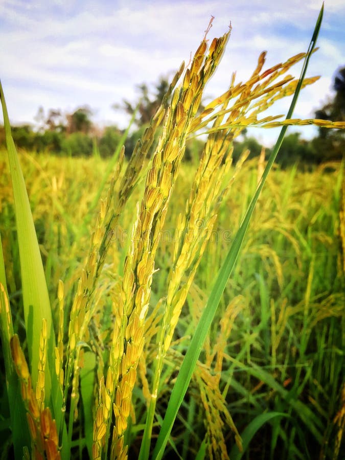 Rice stock photo. Image of farmer, rice, natural, good - 95347746