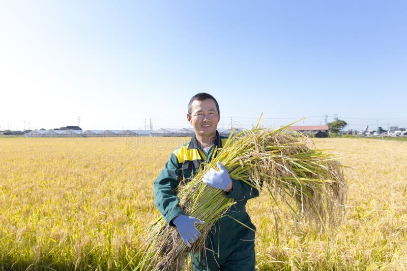Rice farmer man stock photo. Image of cooperative, agriculture - 170044848