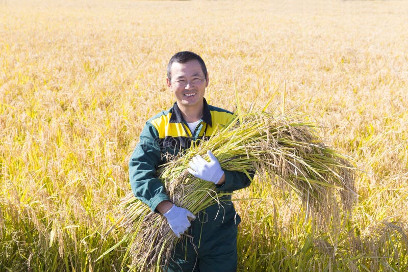 Rice farmer man stock image. Image of landscape, male - 170044849